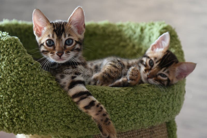 Gatinhos Relaxados De Bengal Em Casa, Dentro, Bonitos Imagem de Stock ... Gatinhos Relaxados De Bengal Em Casa, Dentro, Bonitos Imagem de Stock ...
