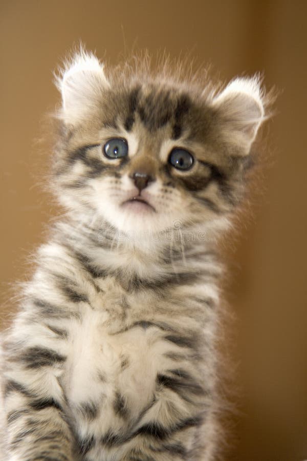 Gatito foto de archivo. Imagen de belleza, gato, gatito - 10155486