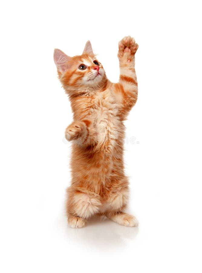 Gatito imagen de archivo. Imagen de adorable, curioso - 10501559