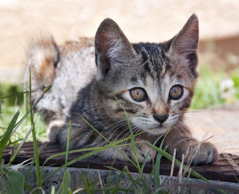 Gatito foto de archivo. Imagen de doméstico, gatito, verde - 20406164