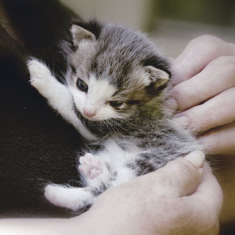 4,122 Gatito En Manos Humanas Fotos de stock - Fotos libres de regalías ...