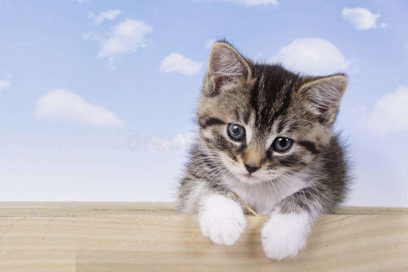 Gatito imagen de archivo. Imagen de doméstico, atento - 76613819