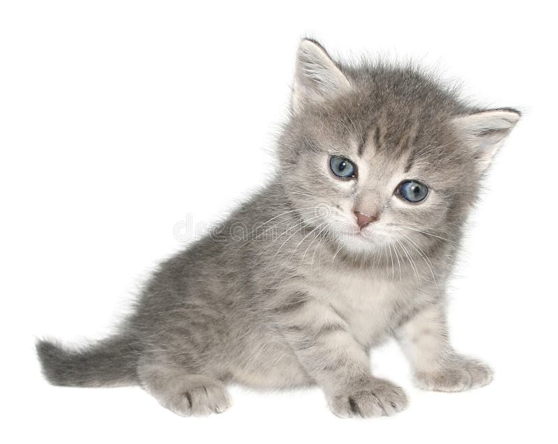 Gatito foto de archivo. Imagen de gatito, aislado, gato - 7541364
