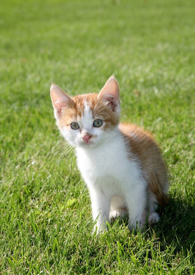 Gatito imagen de archivo. Imagen de hierba, animales, amor - 8387721