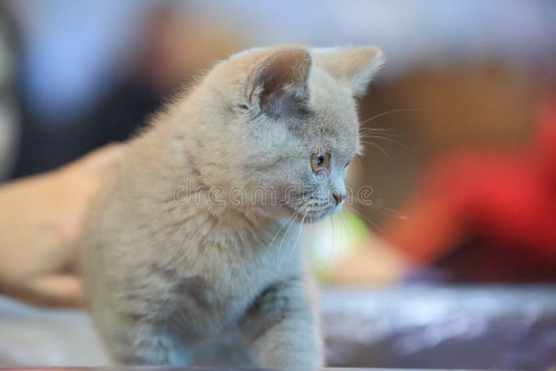 El Gatito Atento Quiere Cazar Foto de archivo - Imagen de perezoso ...