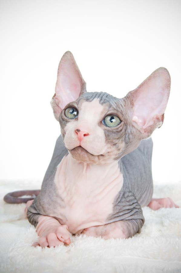 Gatito Atento De La Esfinge Imagen. Imagen: 6413914