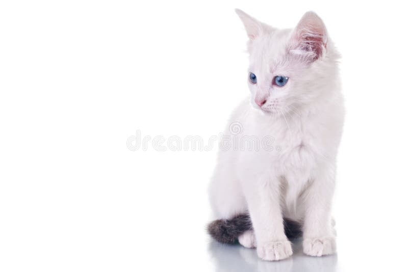 Gatito blanco imagen de archivo. Imagen de hermoso, mascota - 11392525