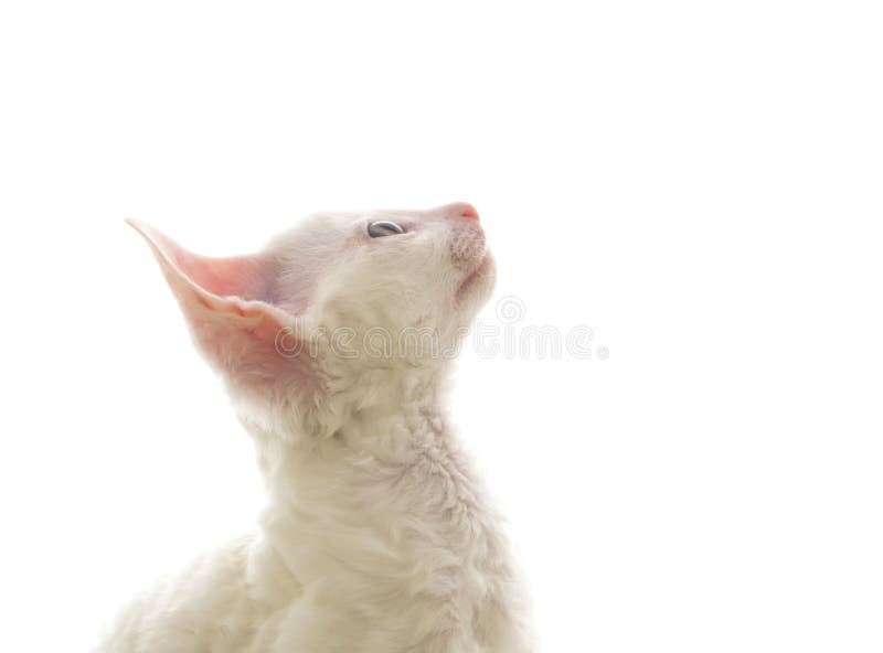Gatito blanco foto de archivo. Imagen de lindo, minino - 12783194