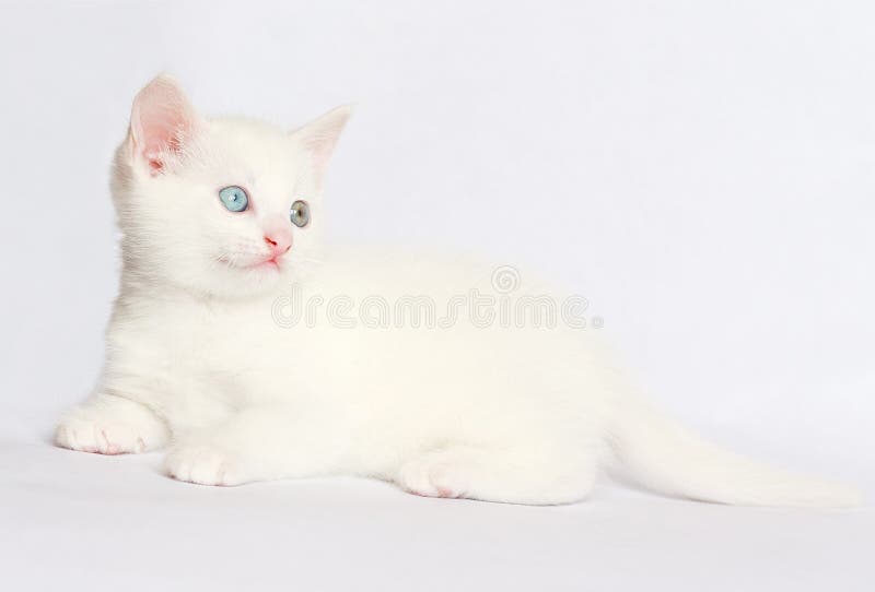 Gatito blanco en blanco foto de archivo. Imagen de puro - 25103754