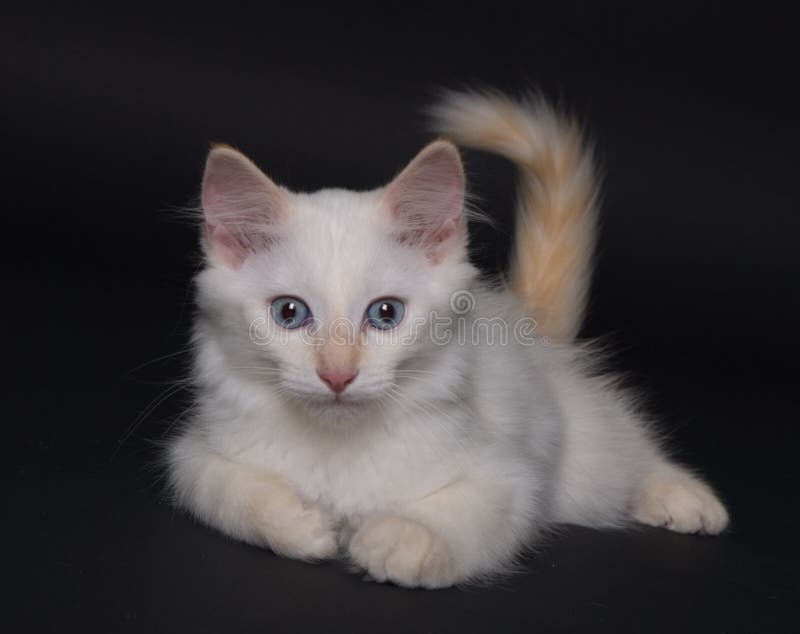 Gatito blanco foto de archivo. Imagen de minino, piel - 3300692