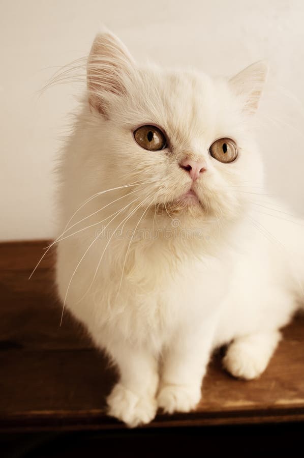 Gatito blanco foto de archivo. Imagen de blanco, lindo - 38407144