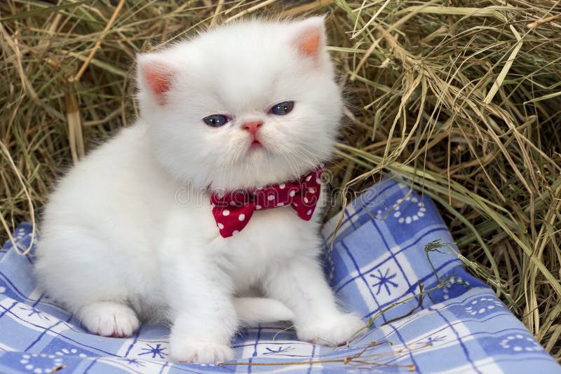 Gatito blanco foto de archivo. Imagen de cinta, heno - 36207696