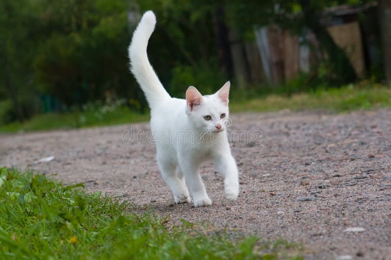 Pequeño Gatito Blanco Dulce Imagen de archivo - Imagen de gatito ...