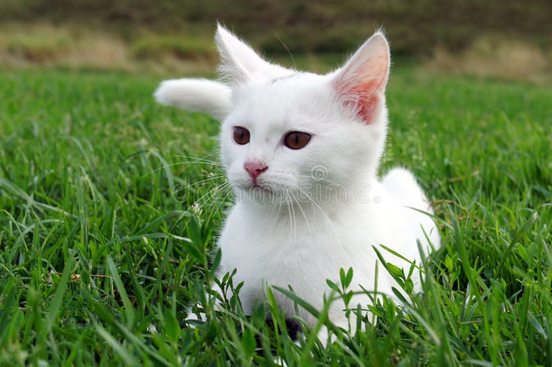 Gatito Blanco Adorable En La Hierba Imagen de archivo - Imagen de cara ...