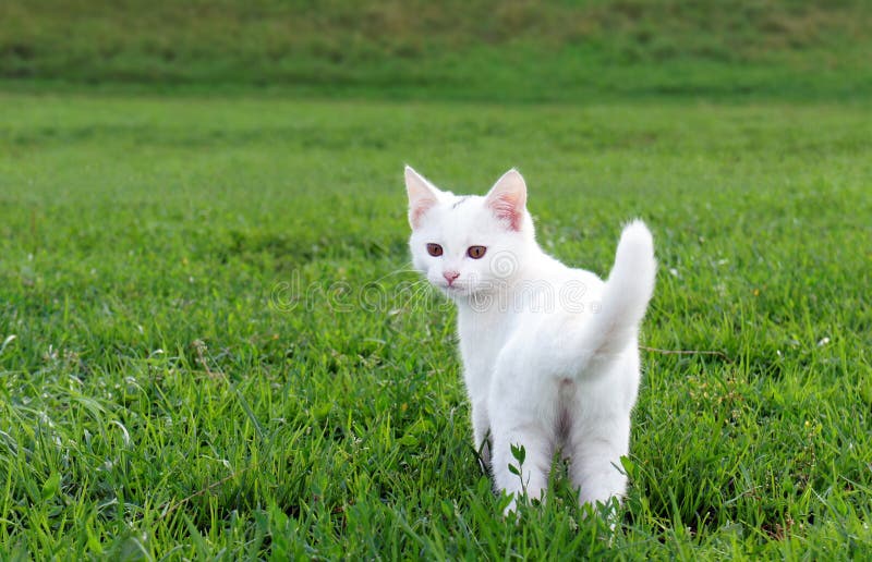 Gatito Blanco Adorable En La Hierba Foto de archivo - Imagen de mirada ...