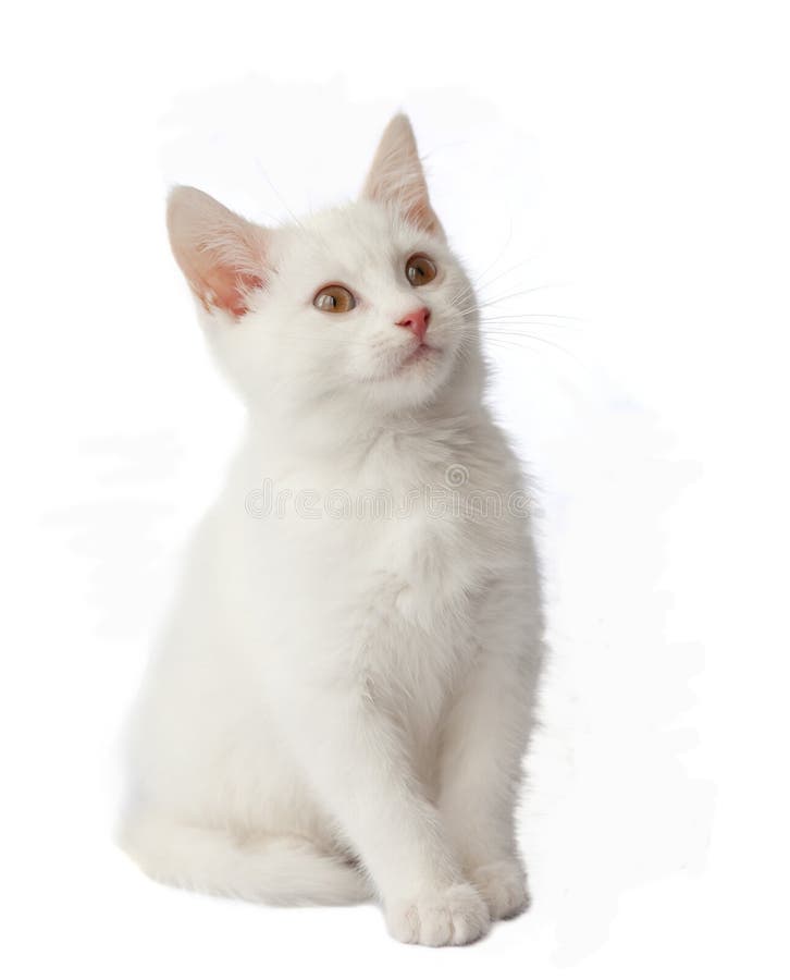 Gatito blanco en blanco foto de archivo. Imagen de puro - 25103754