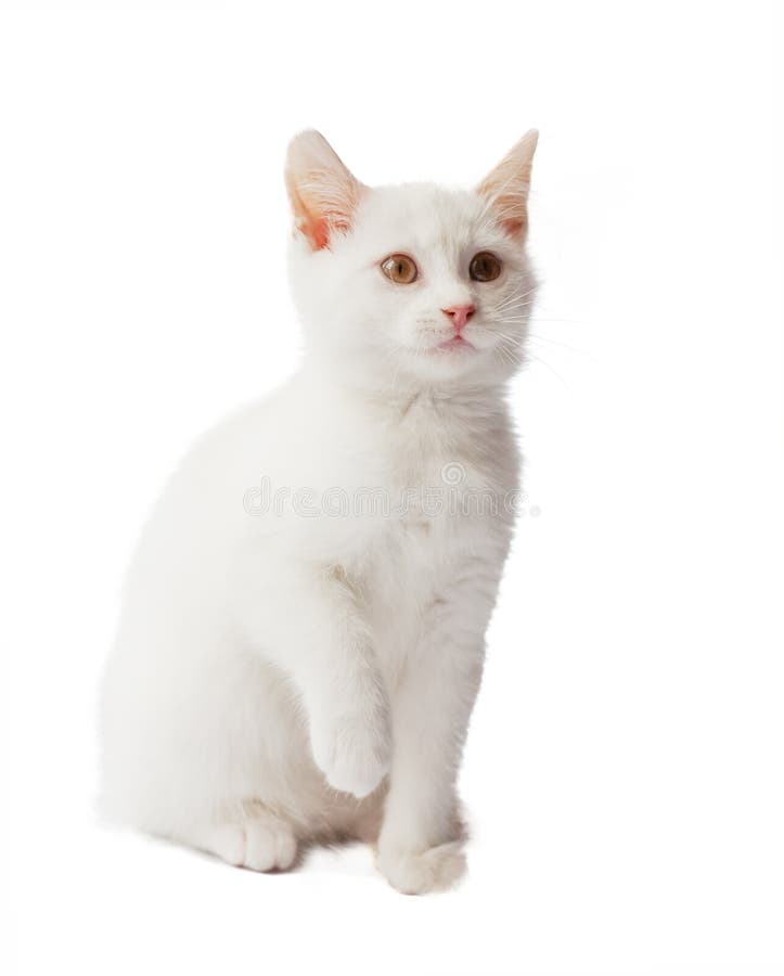 Gatito blanco en blanco imagen de archivo. Imagen de aislado - 25103755