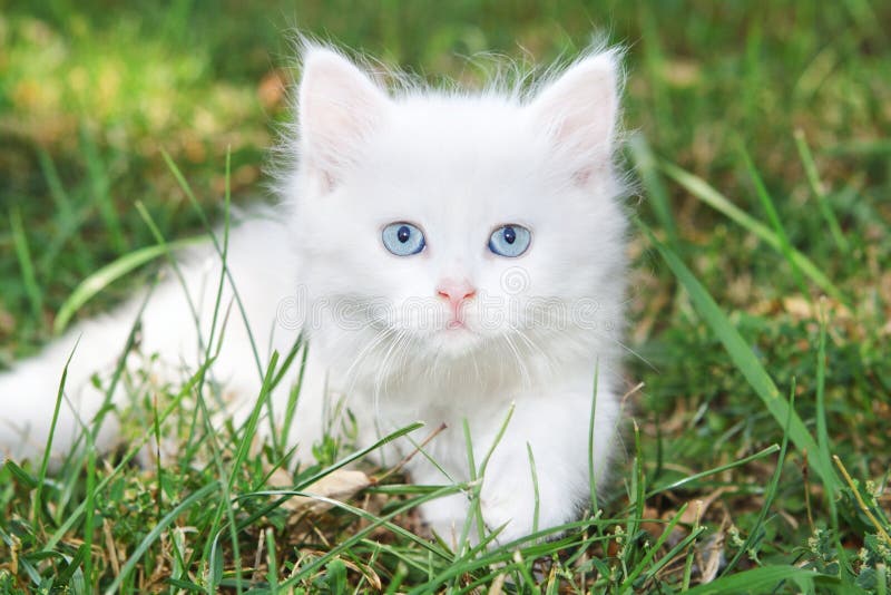 Gatito Blanco Hermoso En El Parque. Imagen de archivo - Imagen de ...
