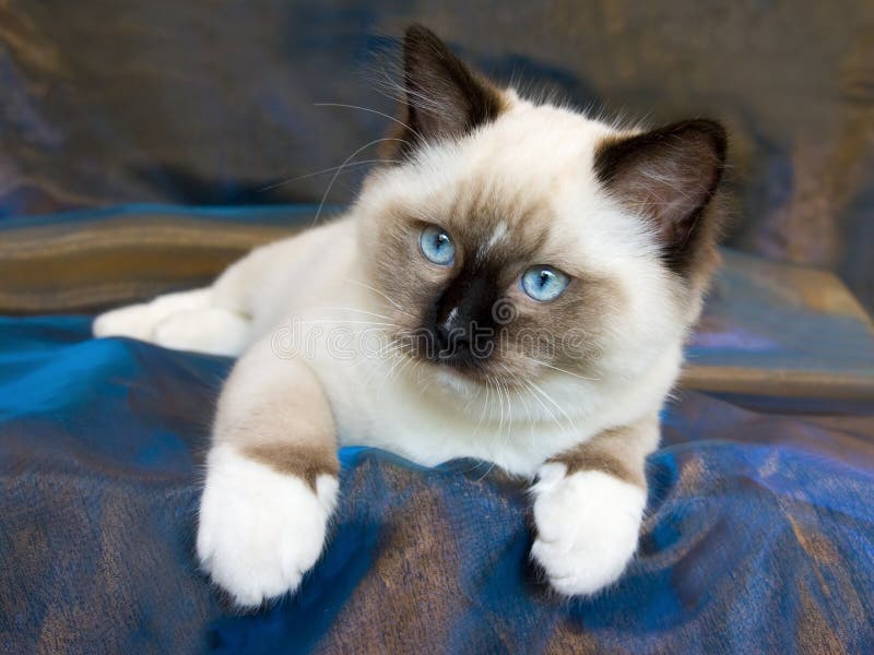 Hermoso Y Bonito Gatito Ragdoll Sobre Fondo Azul Foto de archivo ...