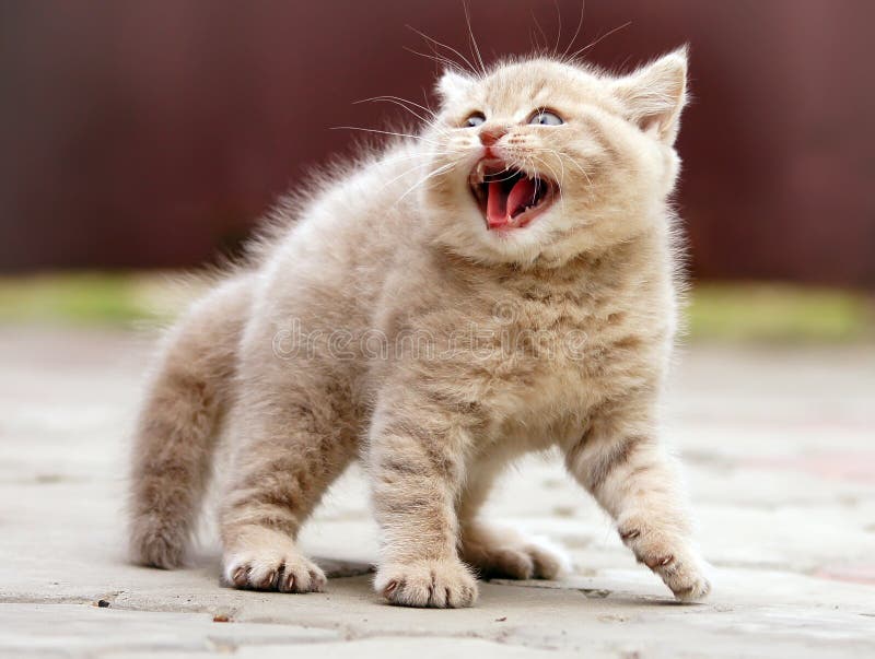 El gatito está riendo foto de archivo. Imagen de risa - 17855398