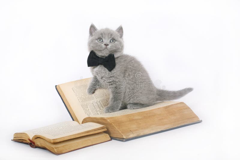 Gato Cansado De Los Libros De Lectura Foto de archivo - Imagen de color ...