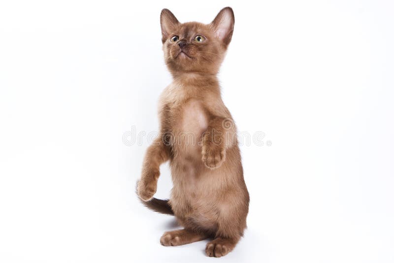Gatito Burmese imagen de archivo. Imagen de frondoso, animal - 5675573