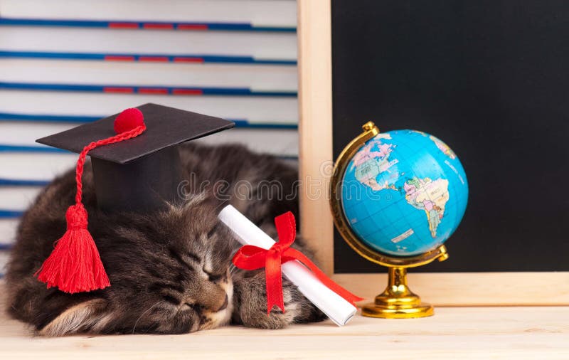159 Graduado Del Gato Fotos de stock - Fotos libres de regalías de ...