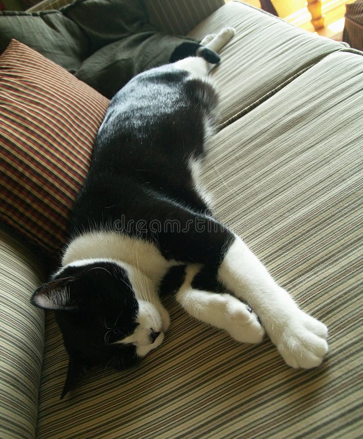 Gatito cansado imagen de archivo. Imagen de felino, relajado - 5290263