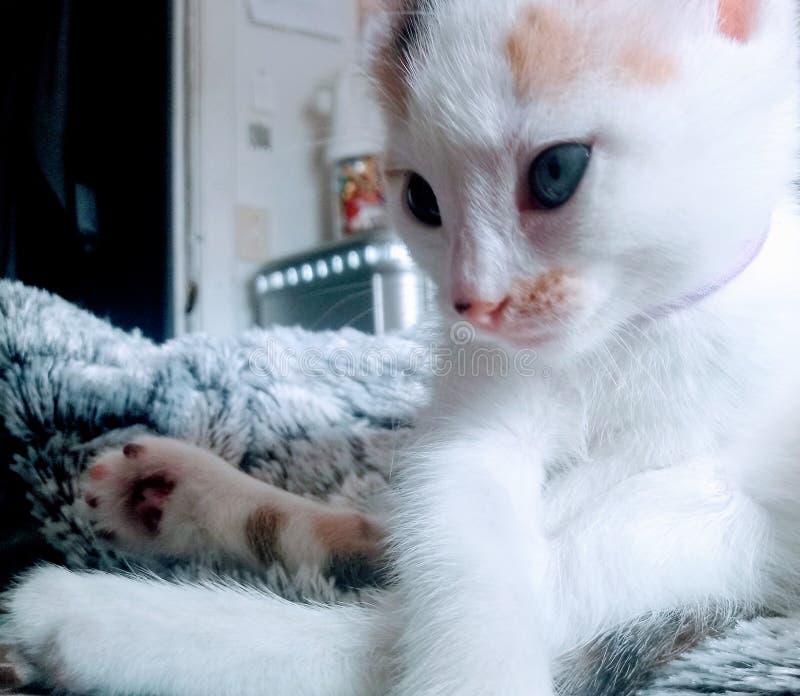 Gatito De Gato Colgando Del Afiche En Blanco O Del Tablero Imagen de ...