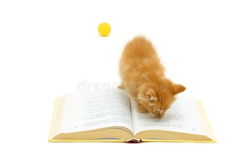 Gatito con el libro foto de archivo. Imagen de abarrote - 14706608