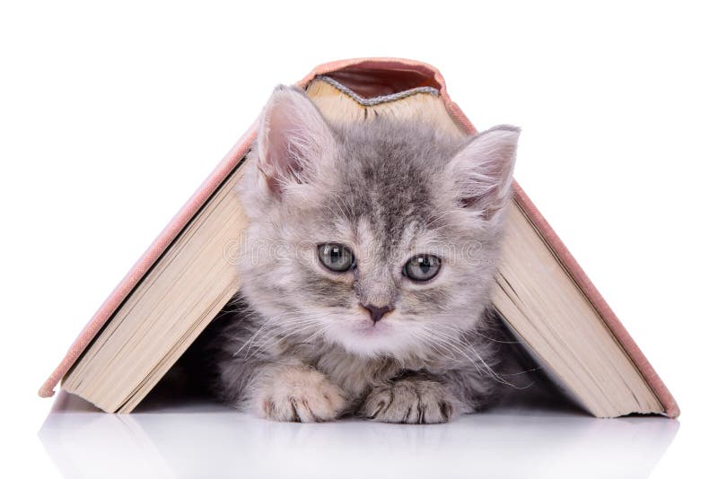 Sueño Gris Lindo Del Gatito En Hamaca Con El Libro Abierto. Foto de ...