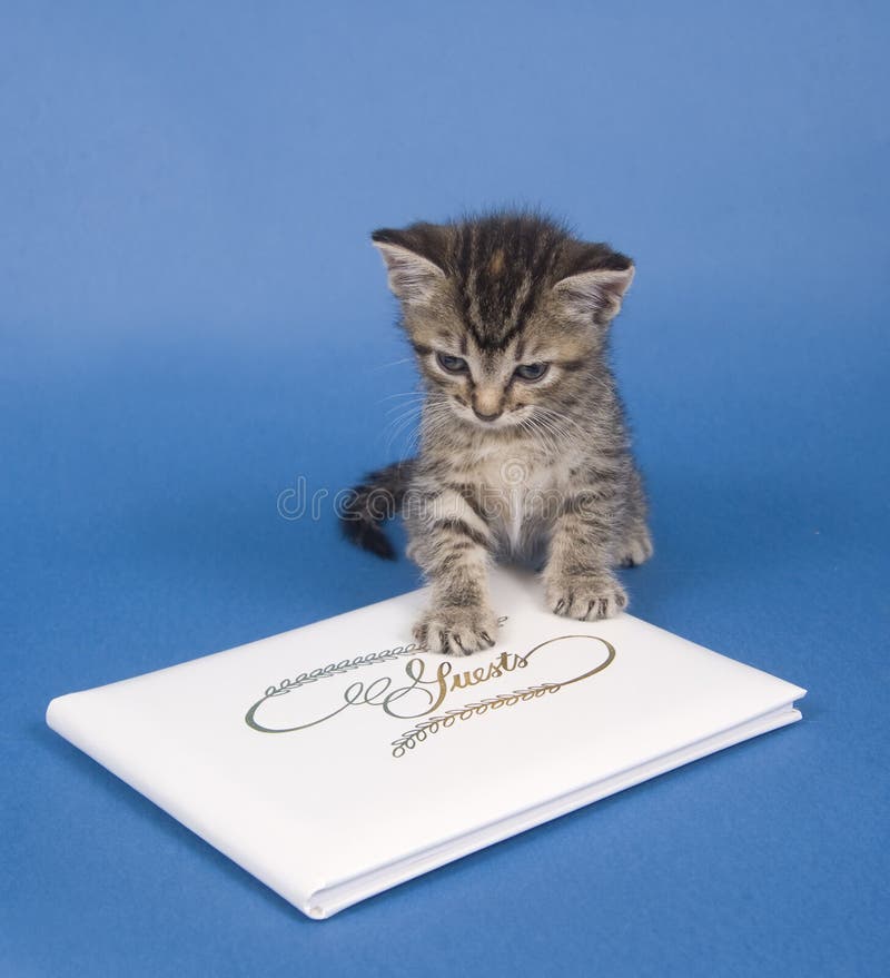 Gatito Con El Libro De Huésped Foto de archivo - Imagen de lindo ...
