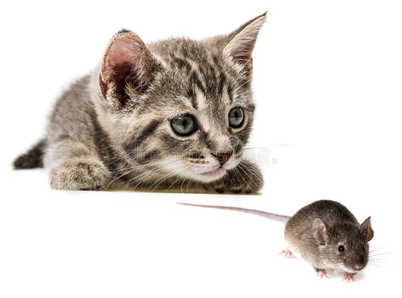 Gatito y ratón imagen de archivo. Imagen de negro, garra - 16825849