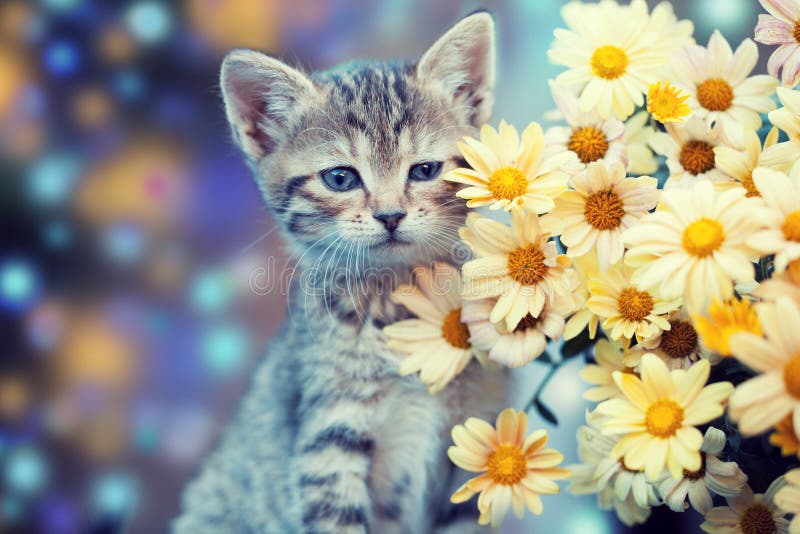 Gatito con las flores foto de archivo. Imagen de gato - 101350036