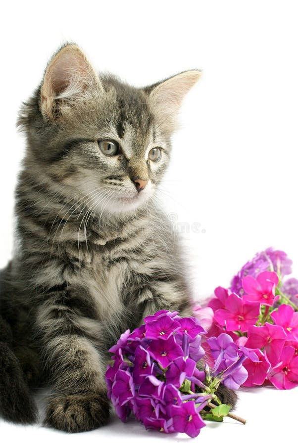 Gatito en rosas rosadas imagen de archivo. Imagen de flores - 24924165