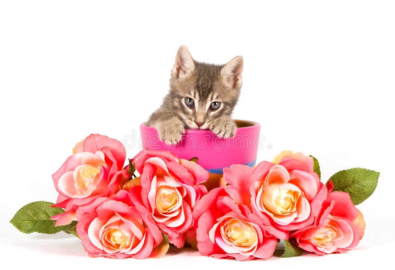 Gatito con las rosas foto de archivo. Imagen de flores - 20890564