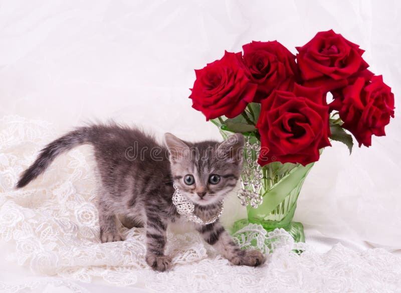 Gatito con las rosas rojas imagen de archivo. Imagen de saludo - 26408403