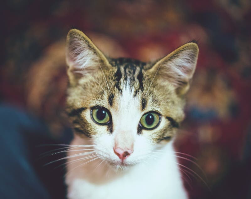 Gatito Con Los Ojos Grandes Imagen de archivo - Imagen de animado ...