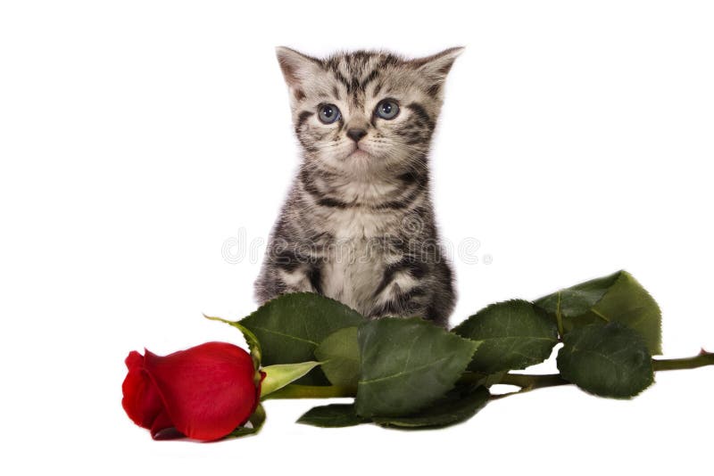 Gatito con una rosa. imagen de archivo. Imagen de saludo - 37056653