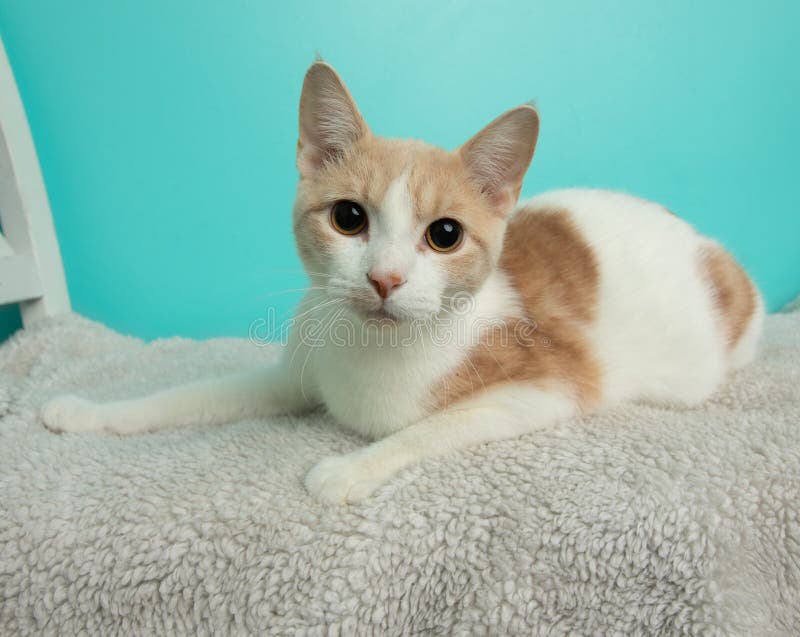 Gatito De Gatito Blanco Y Naranja Tendido Foto de archivo - Imagen de ...