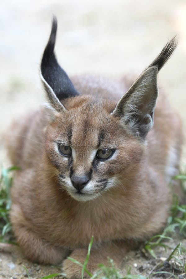 Gatito de Caracal foto de archivo. Imagen de adorable - 37519594
