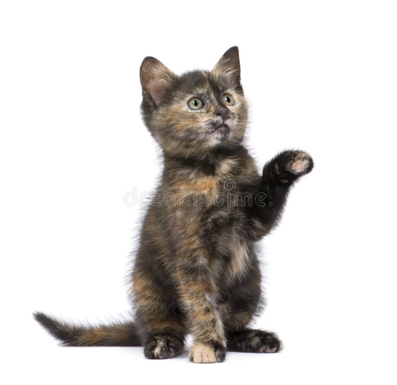Gatito De La Concha (2 Meses) Imagen de archivo - Imagen de retrato ...