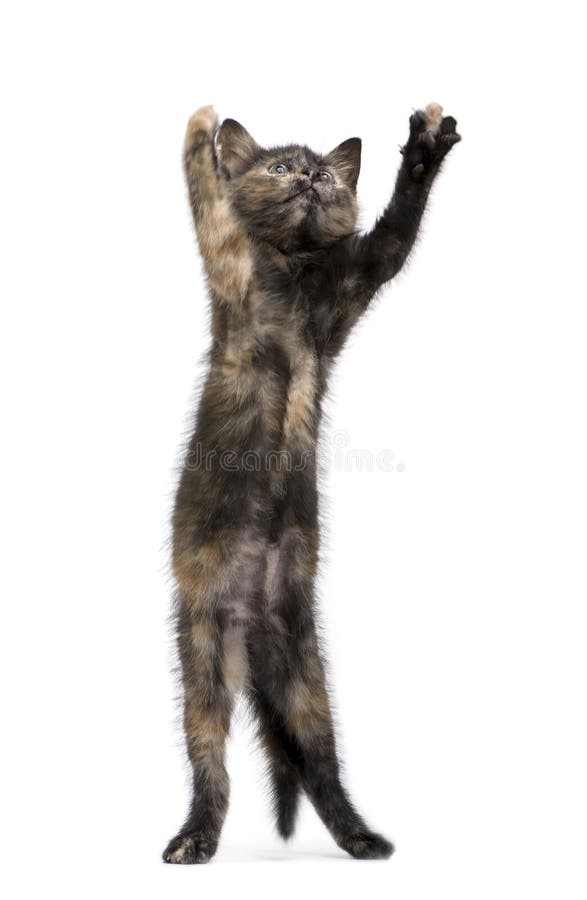 Gatito De La Concha (2 Meses) Foto de archivo - Imagen de blanco ...