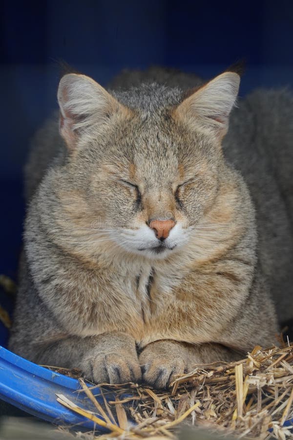 Gatito de la jungla al sol foto de archivo. Imagen de pantano - 246311250