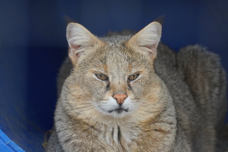 Gatito de la jungla al sol imagen de archivo. Imagen de pantano - 246311285