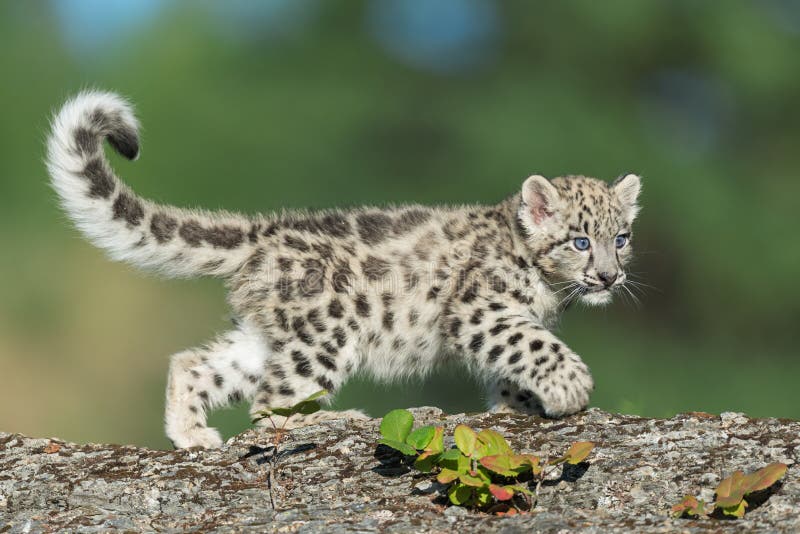 Leopardo De La Nieve O Gato De Nieve Imagen de archivo - Imagen de ...
