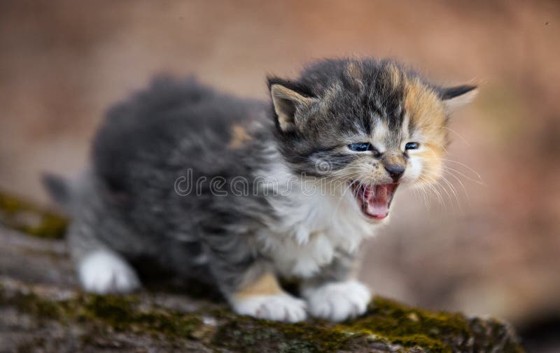 El gatito está riendo foto de archivo. Imagen de risa - 17855398