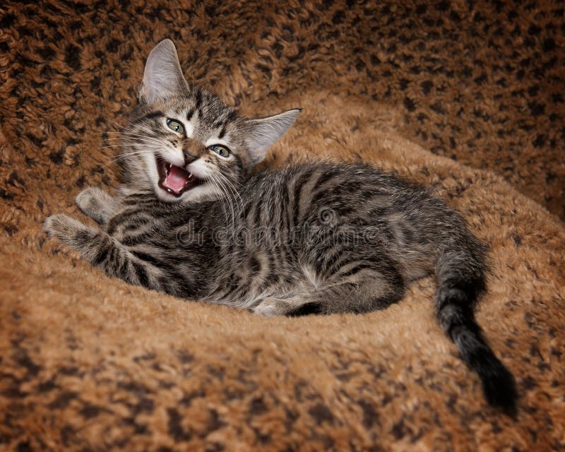 Gatito De Risa Del Gato Atigrado Imagen de archivo - Imagen de manta ...