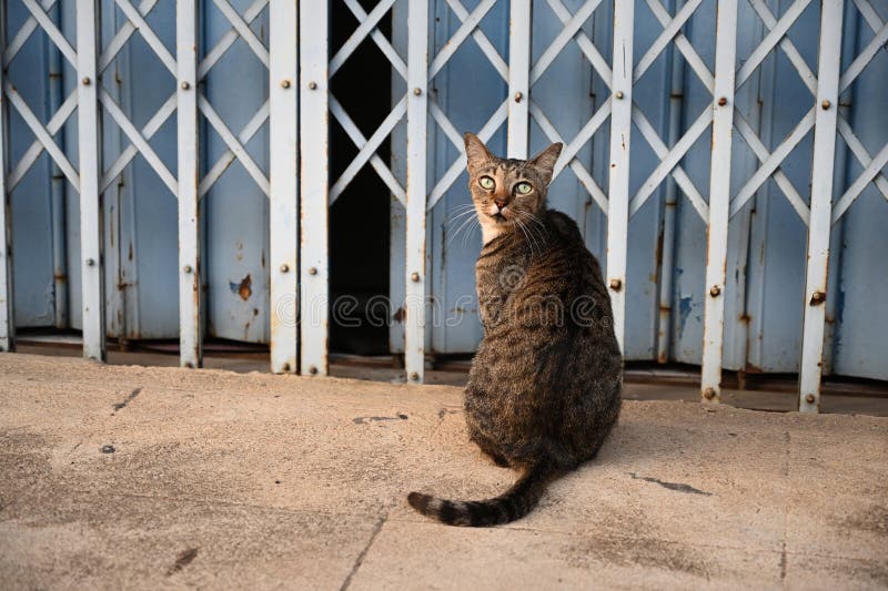 Gatito De Tabby Sentado Mirando Algo. Imagen de archivo - Imagen de ...