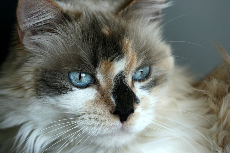 Gatito dulce imagen de archivo. Imagen de endecha, mascota - 3067447